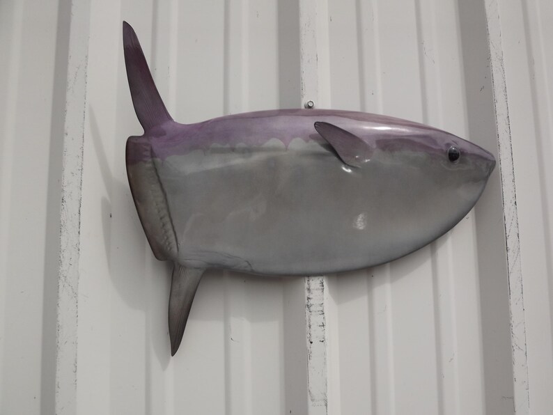In Stock - Mola Mola (sunfish) Fish Mount - 20 Inches - Half Mount - Etsy