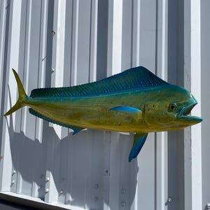 Cow Dolphin (dorado, Mahi Mahi) Fish Mount - 37 Inches - Full Mount ...