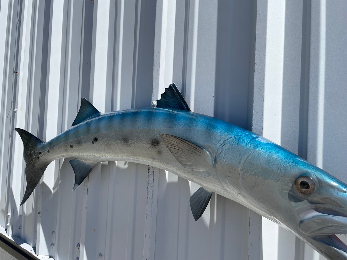 Barracuda Fish Mount - 53 Inches - Half Mount - Etsy