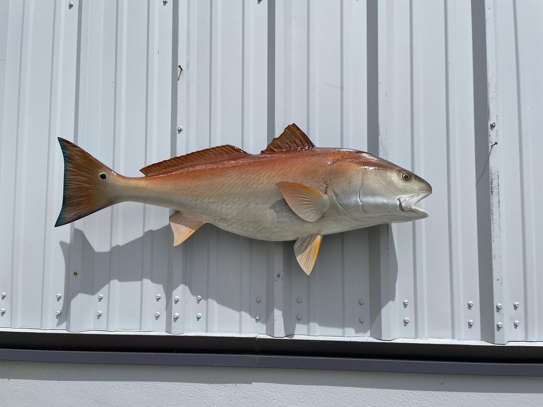 Redfish Fish Mount - 40 Inches - Full Mount - Etsy