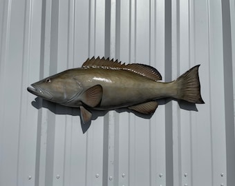 Hogfish aka Hog Snapper Fish Mount 32 Inches Half Mount - Etsy