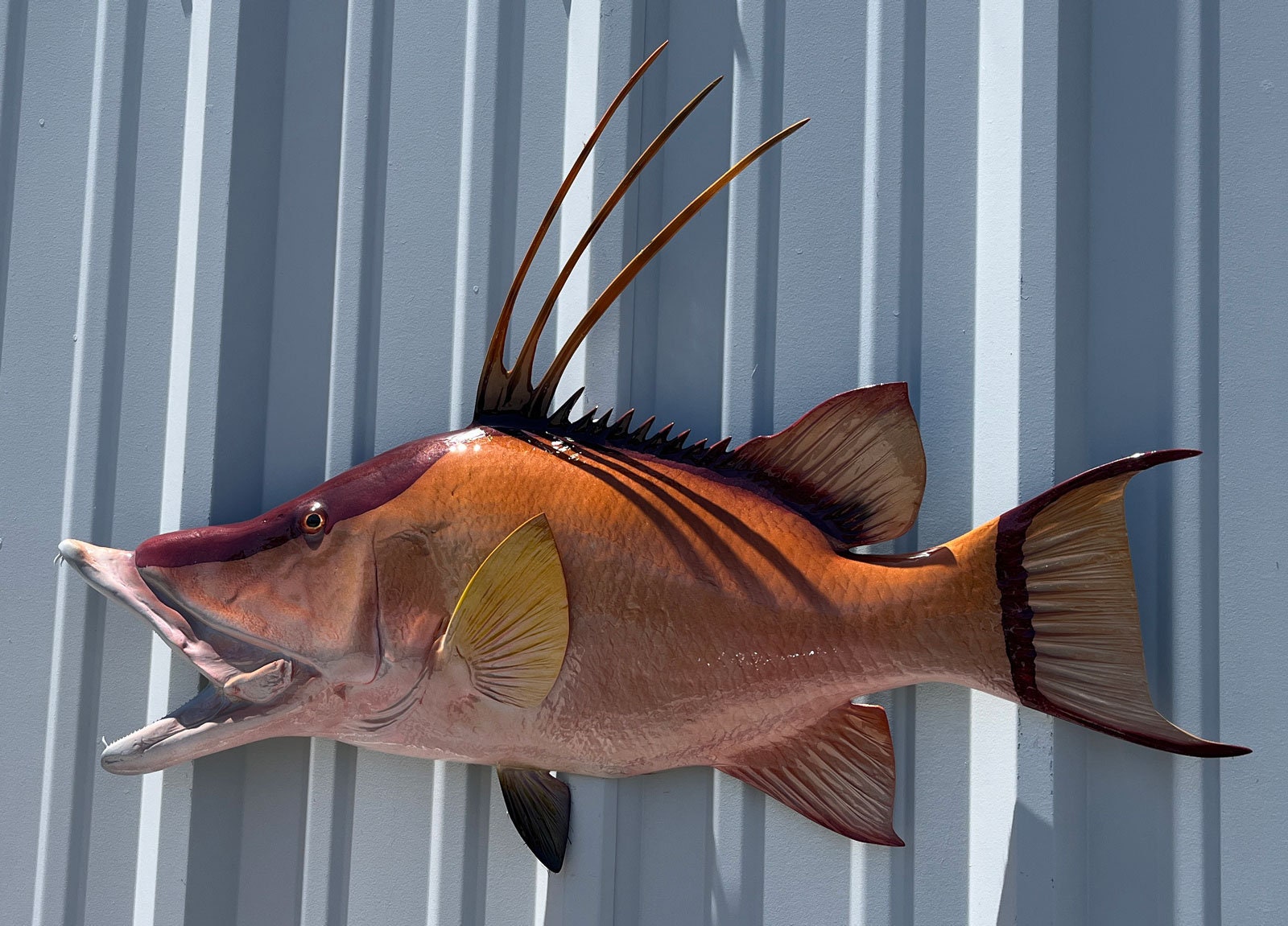 Hogfish (aka Hog Snapper) Fish Mount - 32 Inches - Half Mount - Etsy