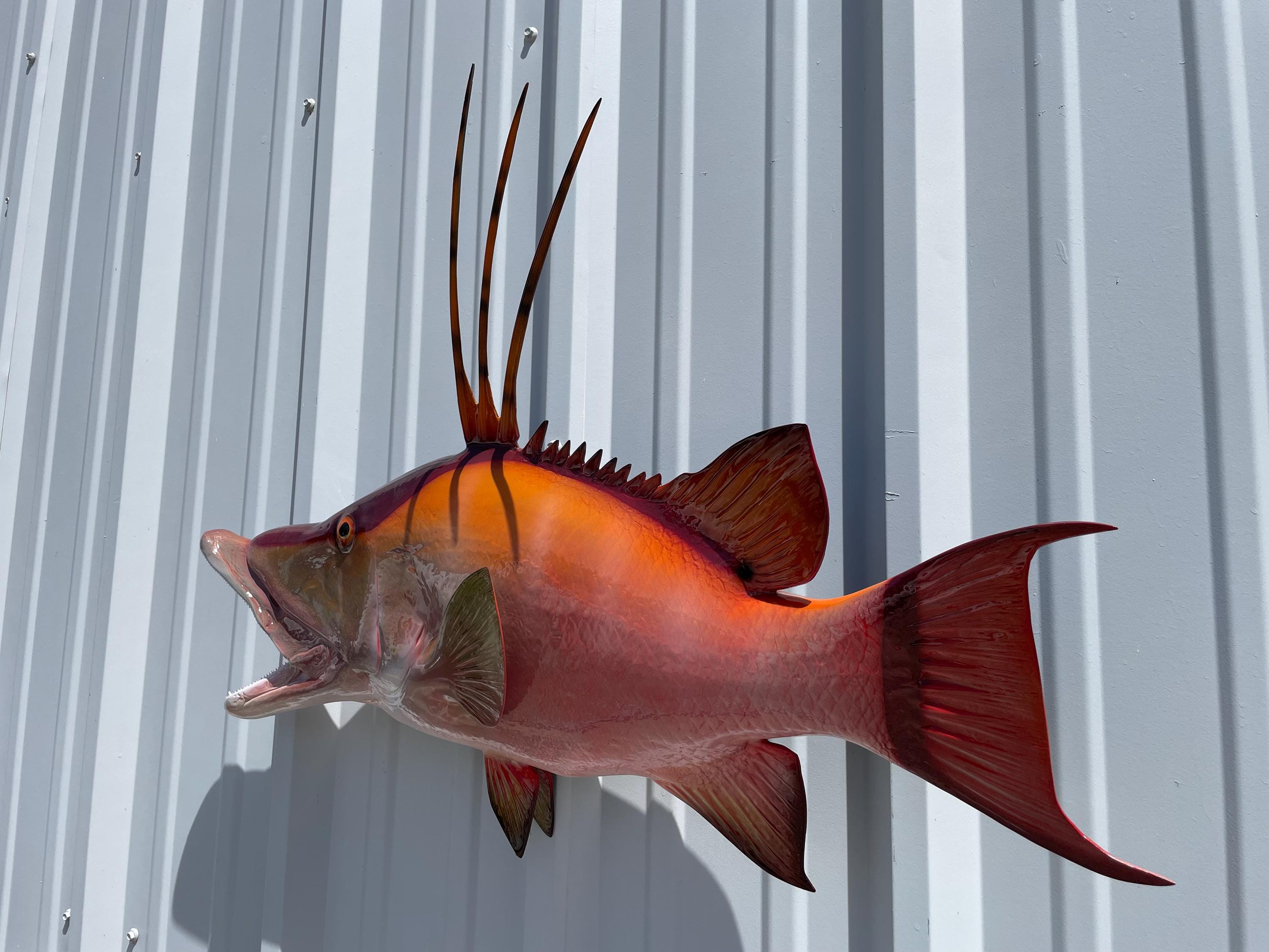 Hogfish (aka Hog Snapper) Fish Mount - 32 Inches - Full Mount - Etsy