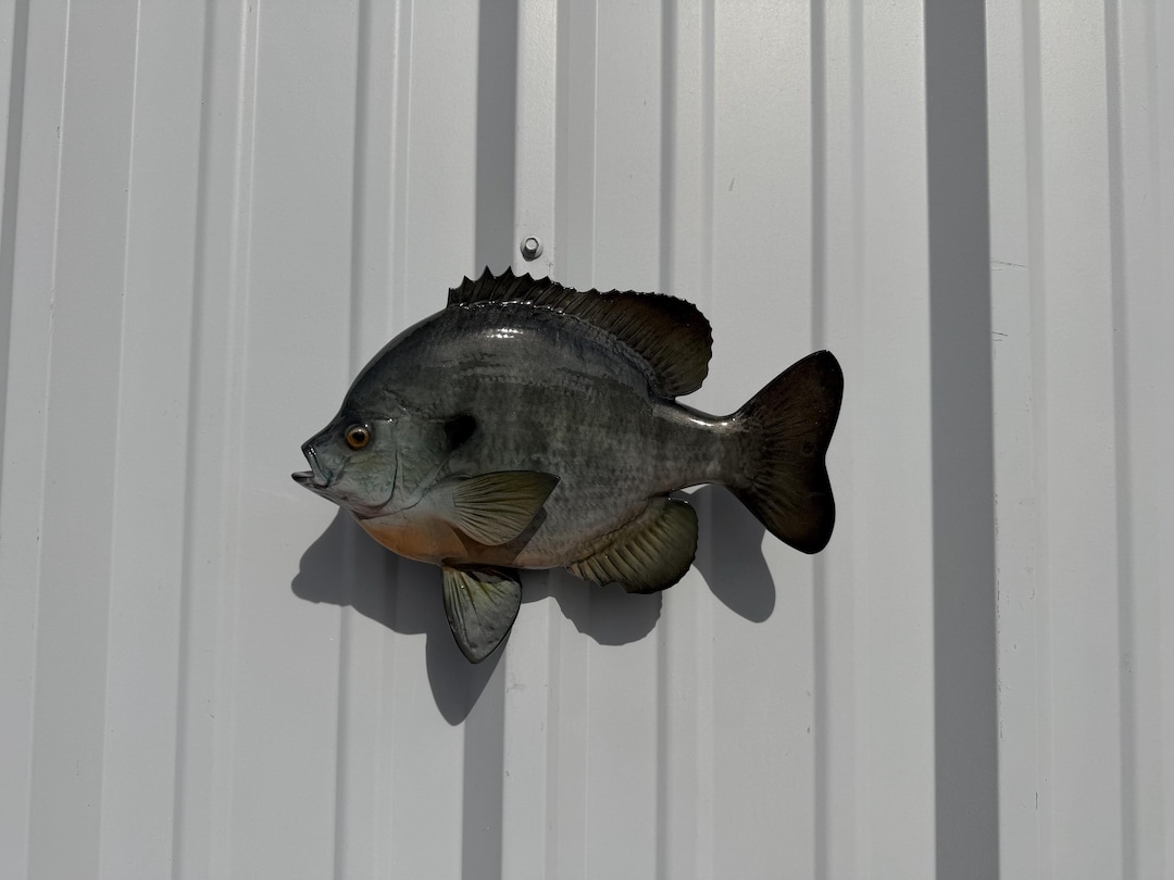 Bluegill Fish Mount - 12 Inches - Full Mount Replica - Etsy