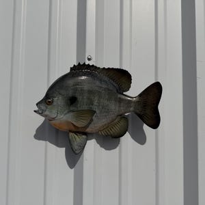 Bluegill Fish Mount - 12 Inches - Full Mount Replica - Etsy