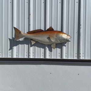 In Stock - Redfish Fish Mount - 40 Inches - Half Mount - Etsy