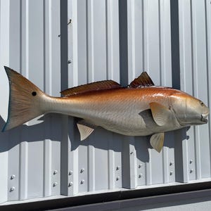 Redfish Fish Mount 40 Inches Half Mount - Etsy