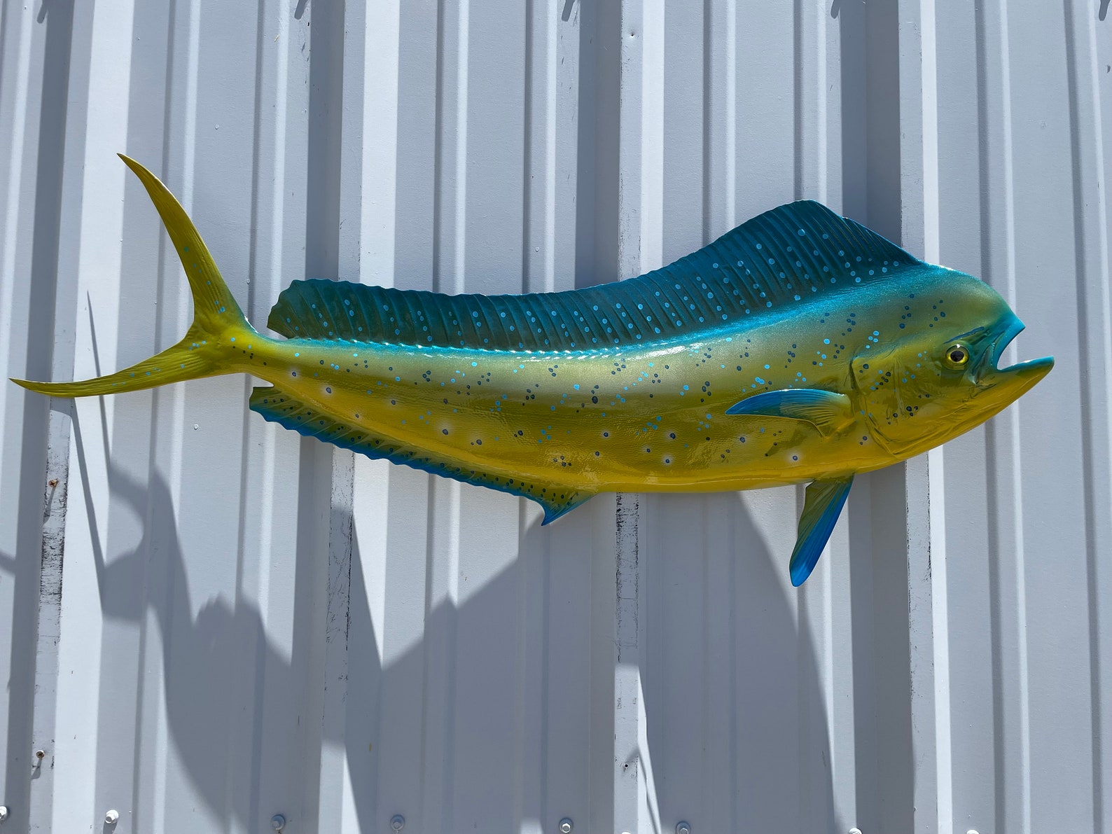 Bull Dolphin (dorado, Mahi Mahi) Fish Mount - 42 Inches - Half Mount ...