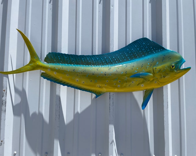 52'' Bull Dolphin Mahi-mahi half Mount - Etsy