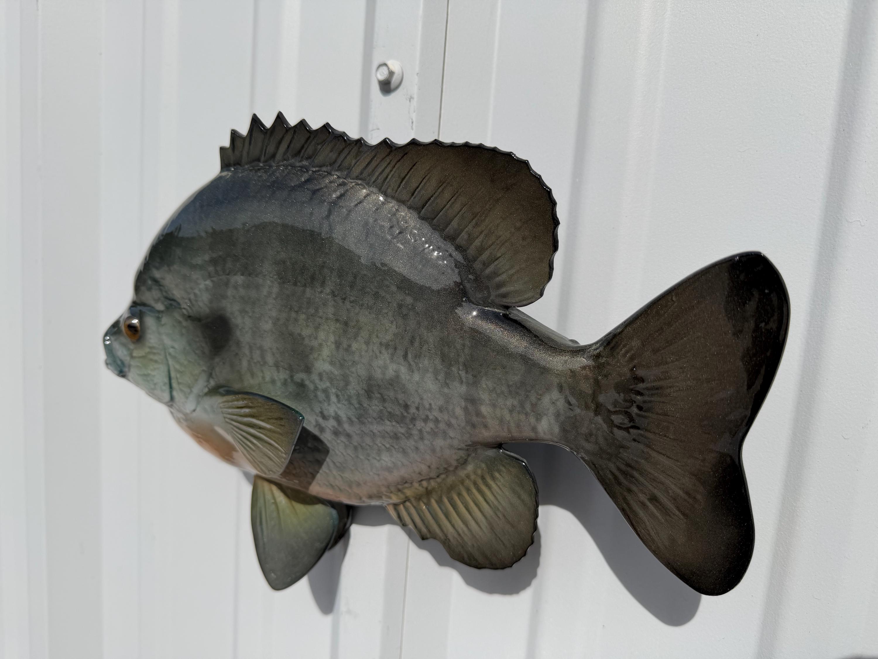 Bluegill Fish Mount - 12 Inches - Full Mount Replica - Etsy
