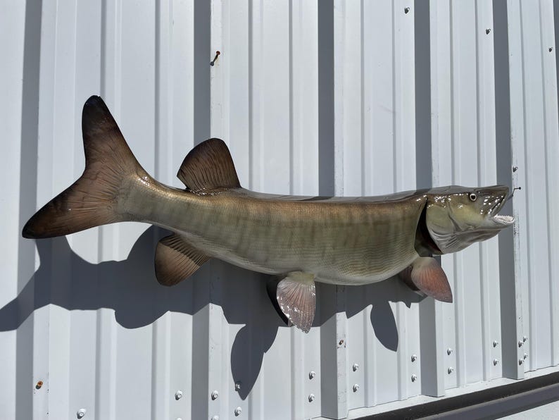 Muskie Fish Mount - 42 Inches - Full Mount Replica - Etsy