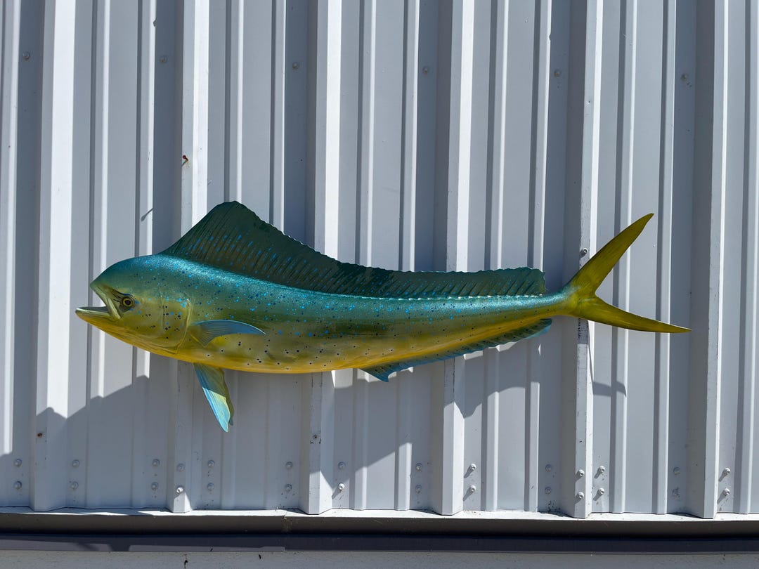 Cow Dolphin (dorado, Mahi Mahi) Fish Mount - 51 Inches - Full Mount ...