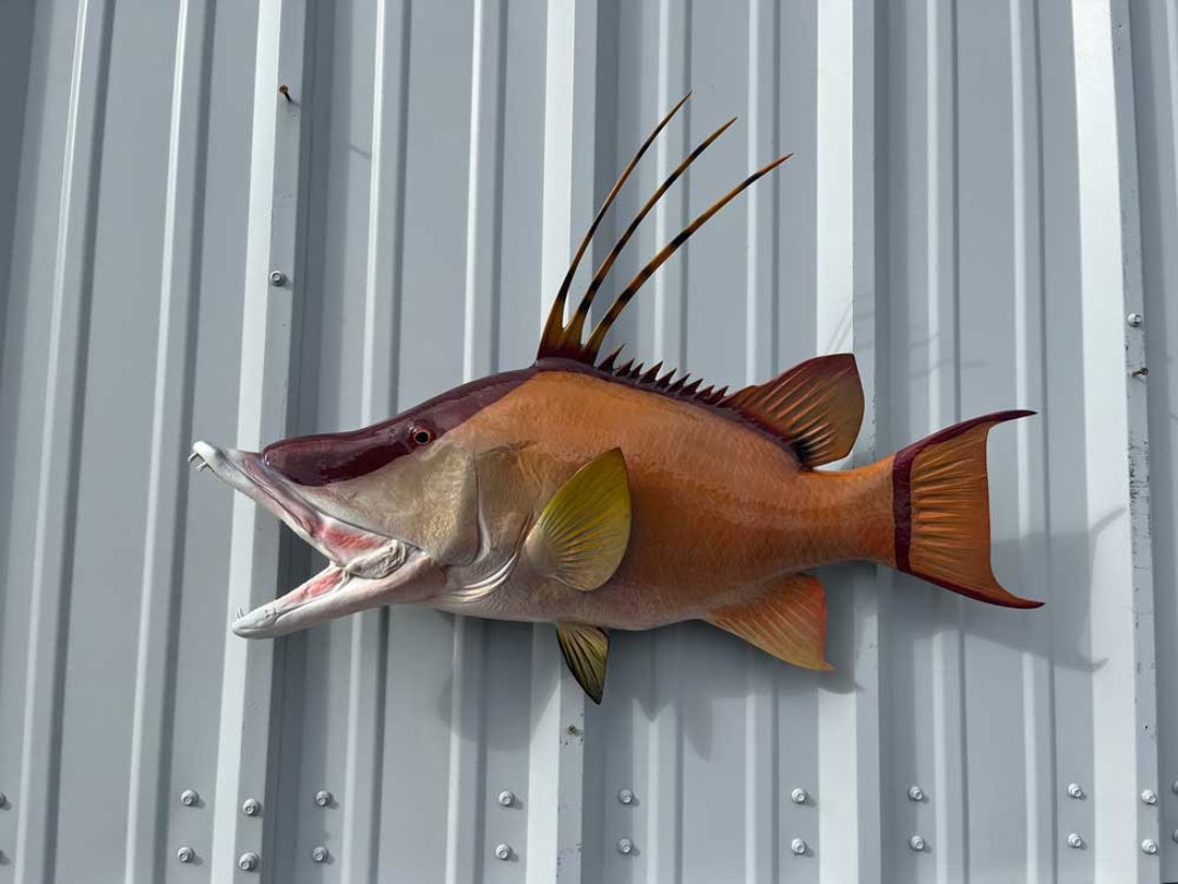 Hogfish aka Hog Snapper Fish Mount 32 Inches Full Mount - Etsy