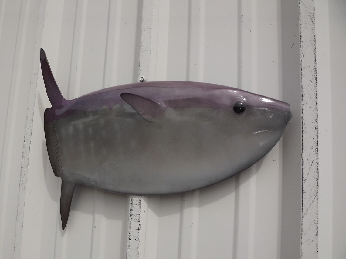 In Stock - Mola Mola (sunfish) Fish Mount - 20 Inches - Half Mount - Etsy