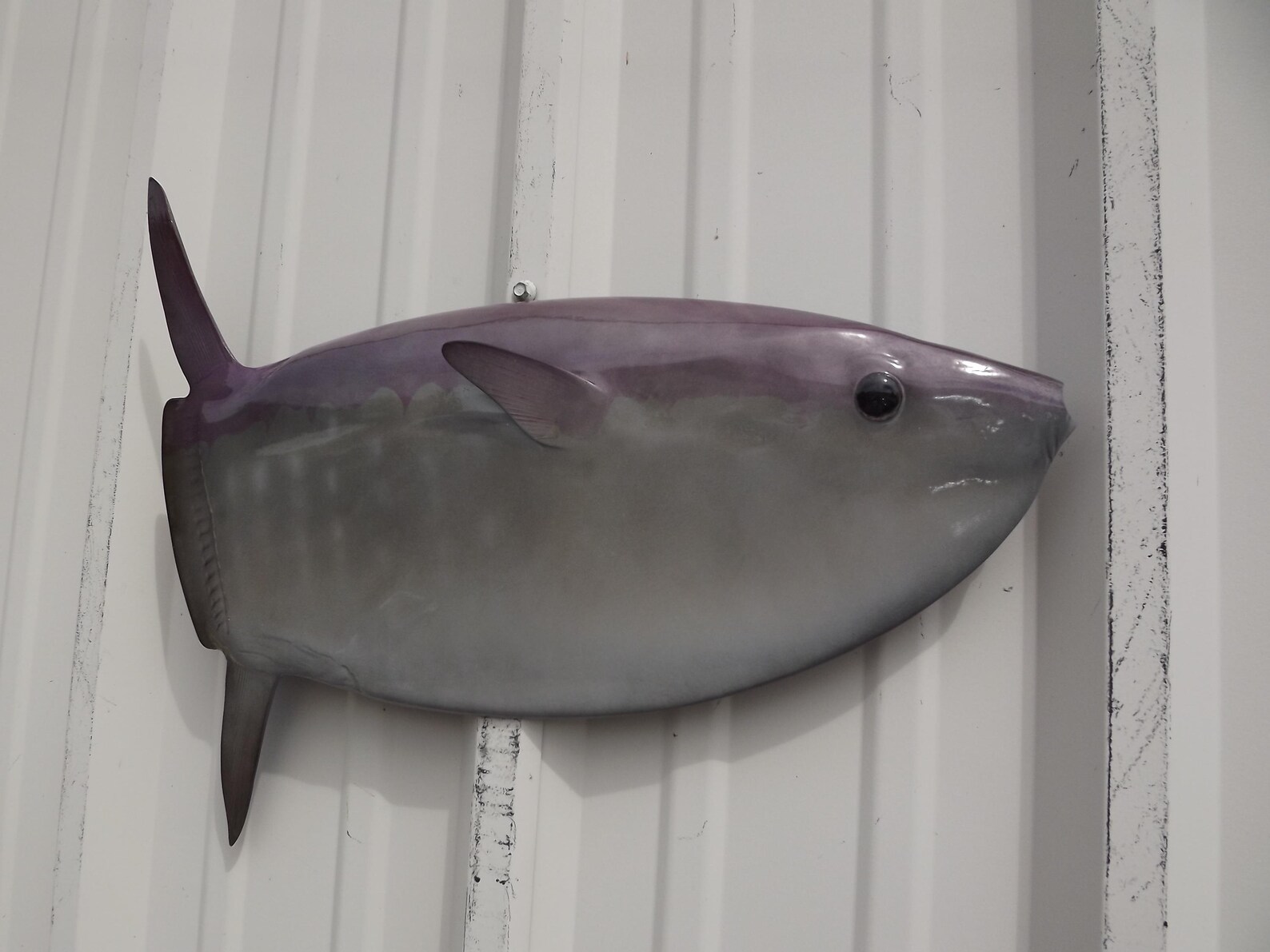 In Stock - Mola Mola (sunfish) Fish Mount - 20 Inches - Half Mount - Etsy
