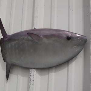 In Stock Mola Mola sunfish Fish Mount 20 Inches Half Mount - Etsy