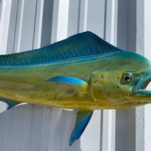 Cow Dolphin (dorado, Mahi Mahi) Fish Mount - 37 Inches - Full Mount ...