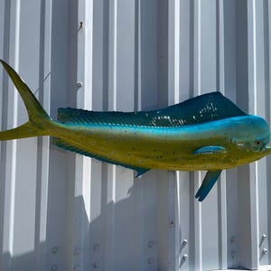 Bull Dolphin (dorado, Mahi Mahi) Fish Mount - 36 Inches - Full Mount - Etsy