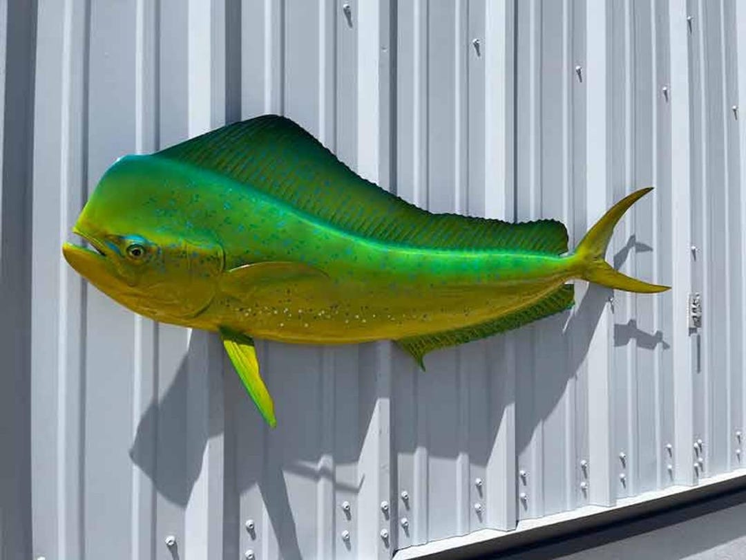 Bull Dolphin Green (dorado, Mahi Mahi) Fish Mount - 53 Inches - Facing ...