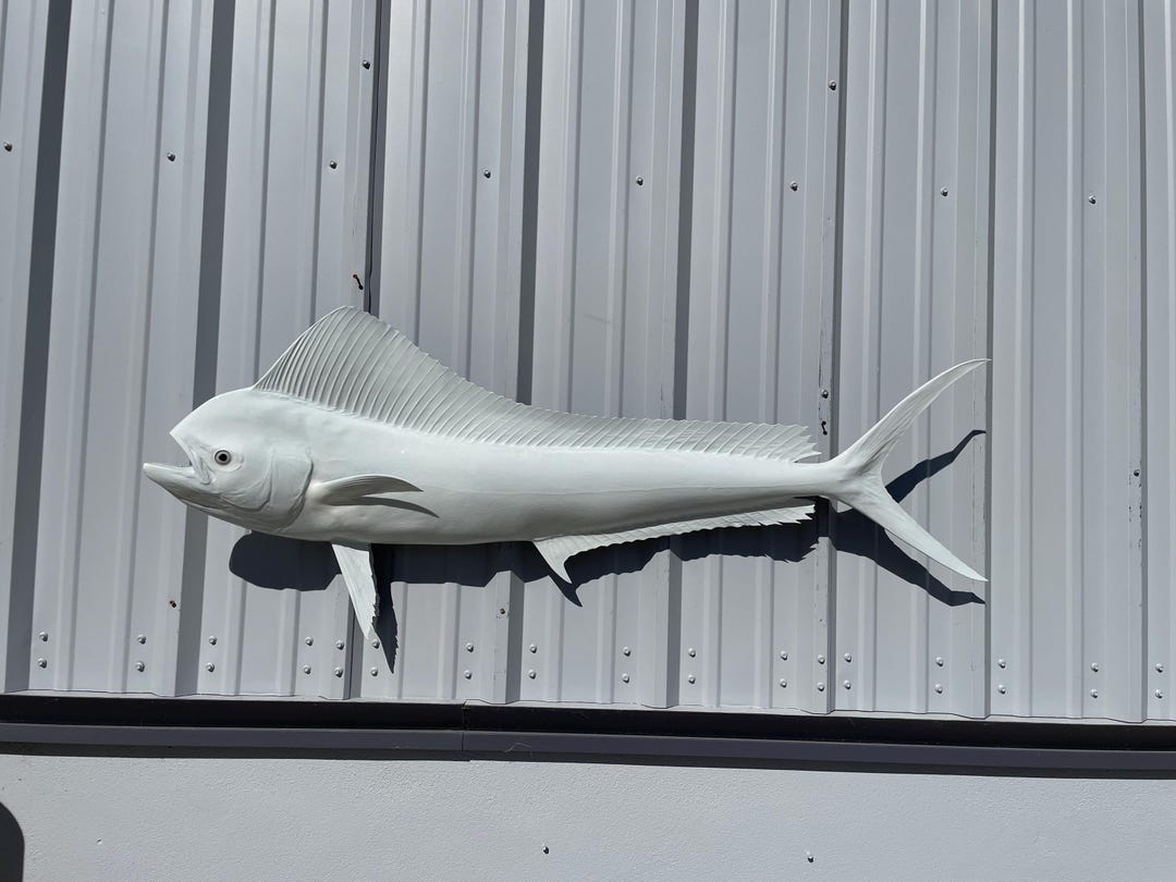 In Stock - Cow Dolphin (dorado, Mahi Mahi) Fish Mount - Gloss White ...