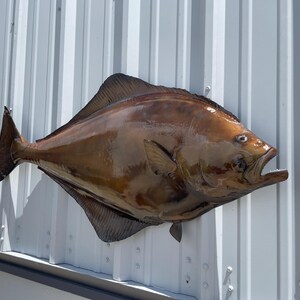Halibut Fish Mount - 47 Inches - Half Mount - Etsy