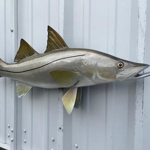 Snook Fish Mount - 31 Inches - Full Mount - Etsy