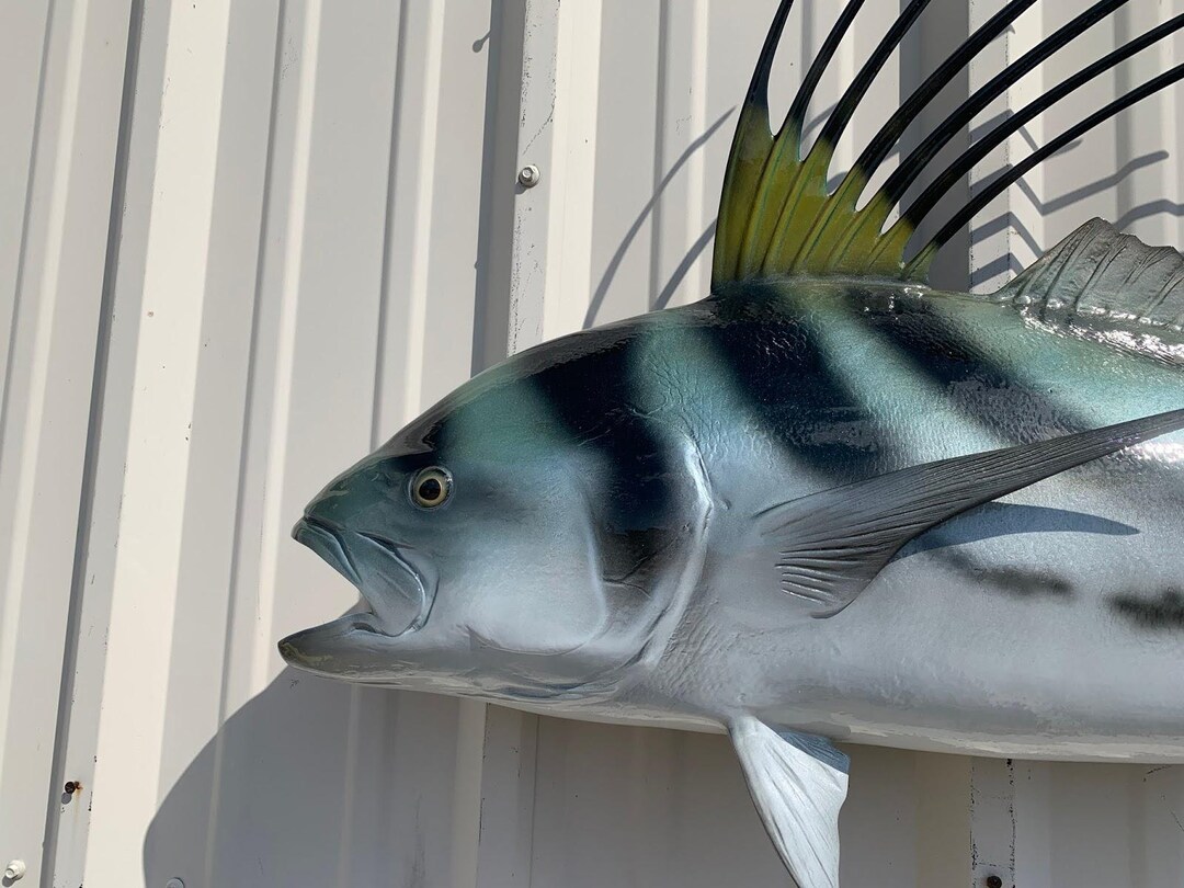Roosterfish Fish Mount 43 Inches Full Mount Replica - Etsy