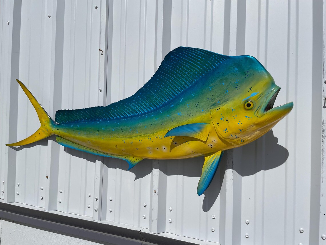 Bull Dolphin (dorado, Mahi Mahi) Fish Mount - 56 Inches - Full Mount - Etsy
