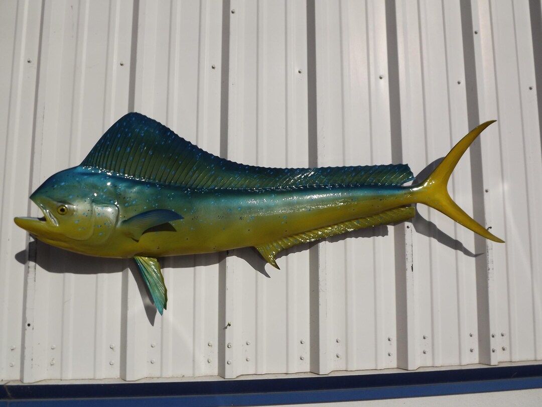 Order Today Receive by Christmas Cow Dolphin dorado, Mahi Mahi Fish ...