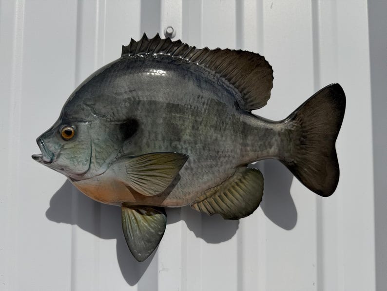 Bluegill Fish Mount - 12 Inches - Full Mount Replica - Etsy
