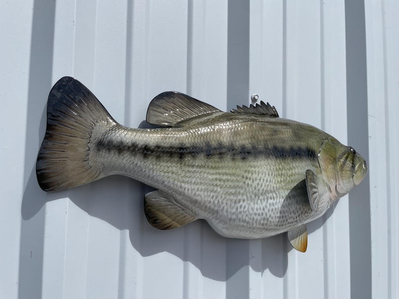 Largemouth Bass Fish Mount - 23 Inches - Half Mount - Right Facing - Etsy