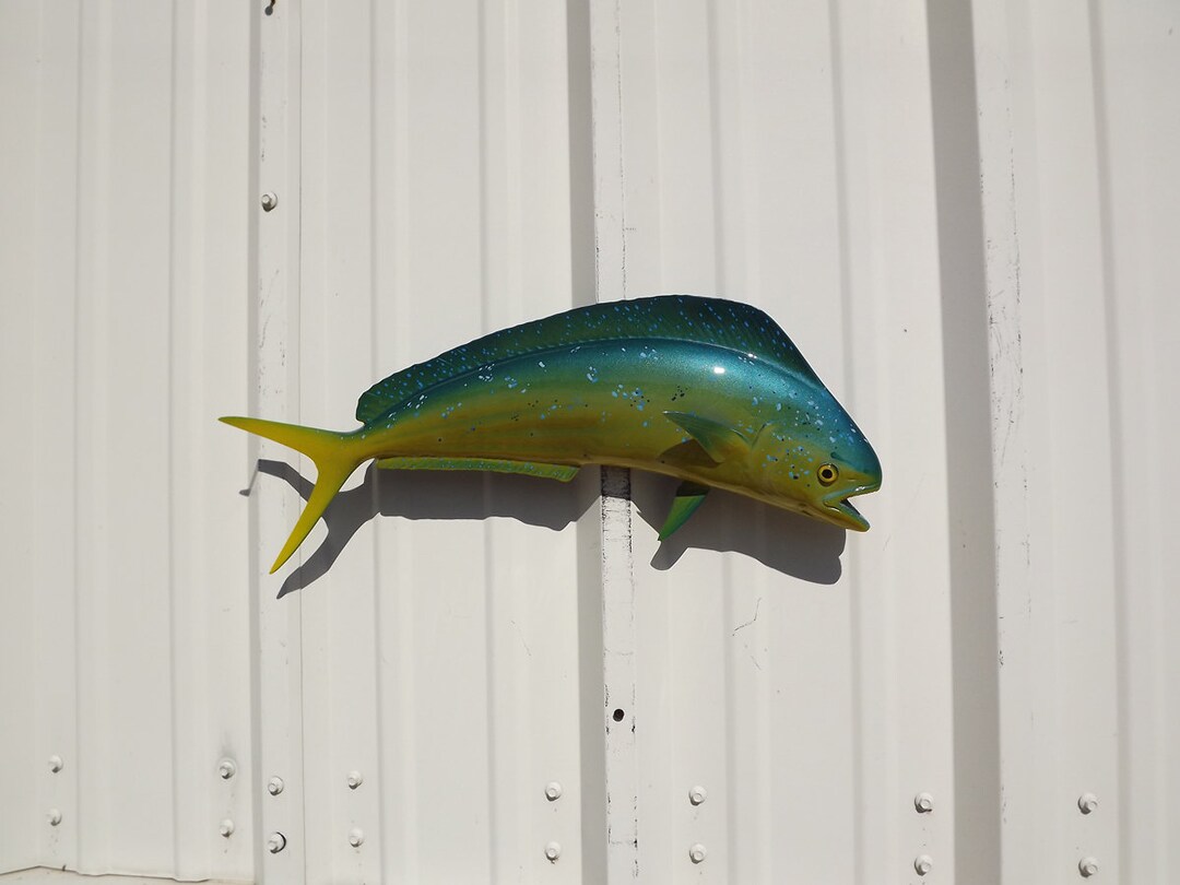 In Stock Bull Dolphin dorado, Mahi Mahi Fish Mount 22 Inches Full Mount ...