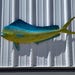 Bull Dolphin (dorado, Mahi Mahi) Fish Mount - 53 Inches - Half Mount - Etsy