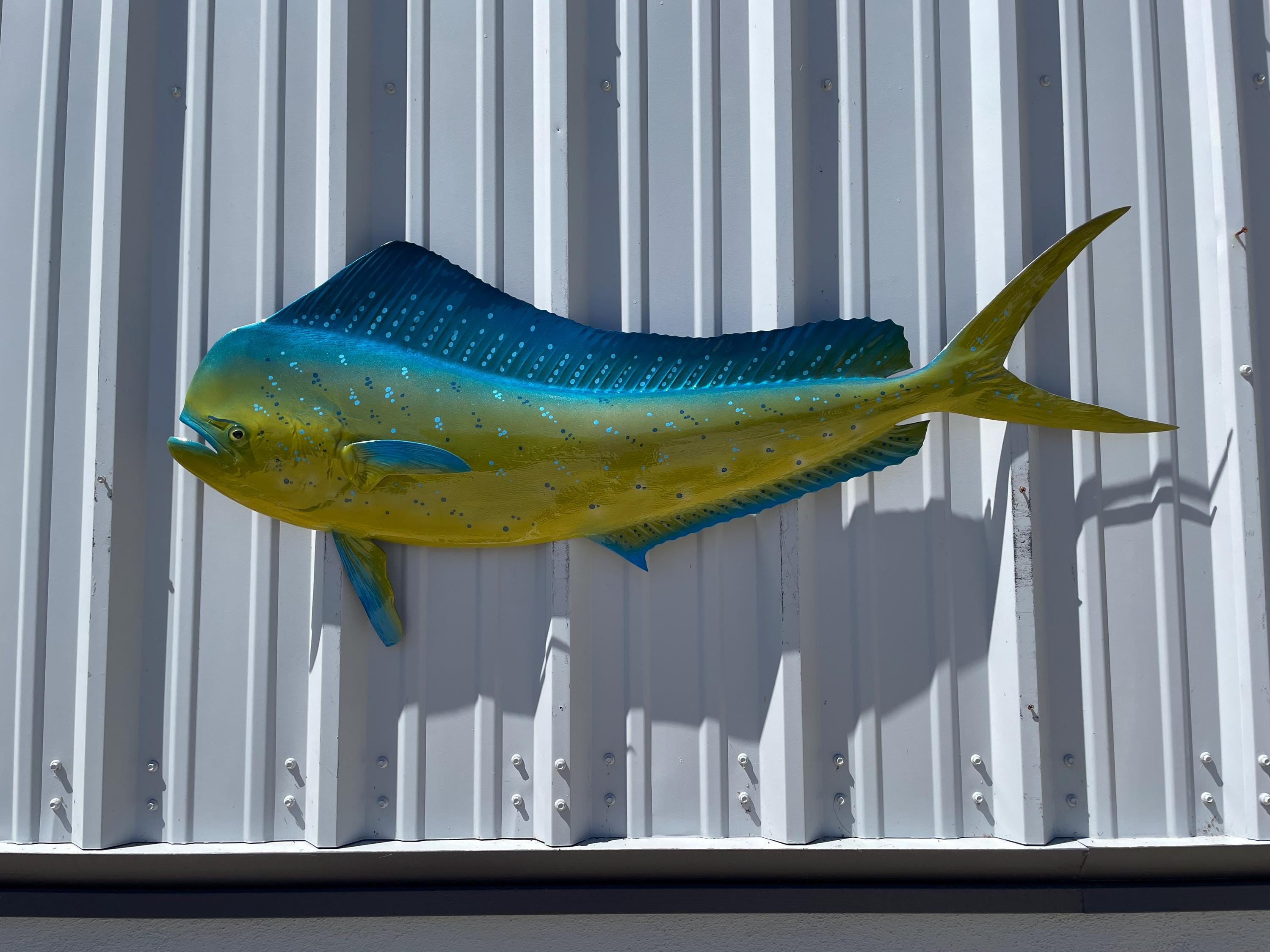Bull Dolphin (dorado, Mahi Mahi) Fish Mount - 53 Inches - Half Mount - Etsy