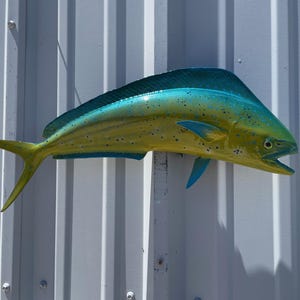 Bull Dolphin (dorado, Mahi Mahi) Fish Mount - 22 Inches - Full Mount - Etsy
