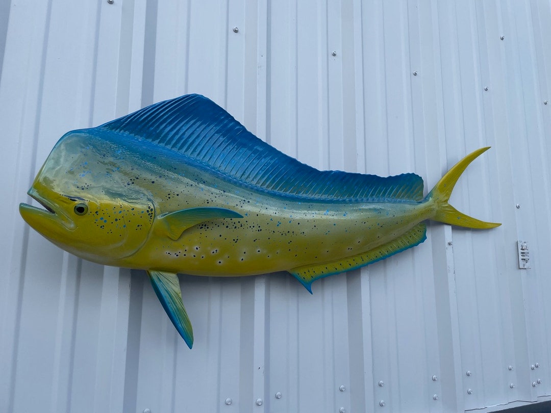 Bull Dolphin dorado, Mahi Mahi Fish Mount 53 Inches Full Mount - Etsy