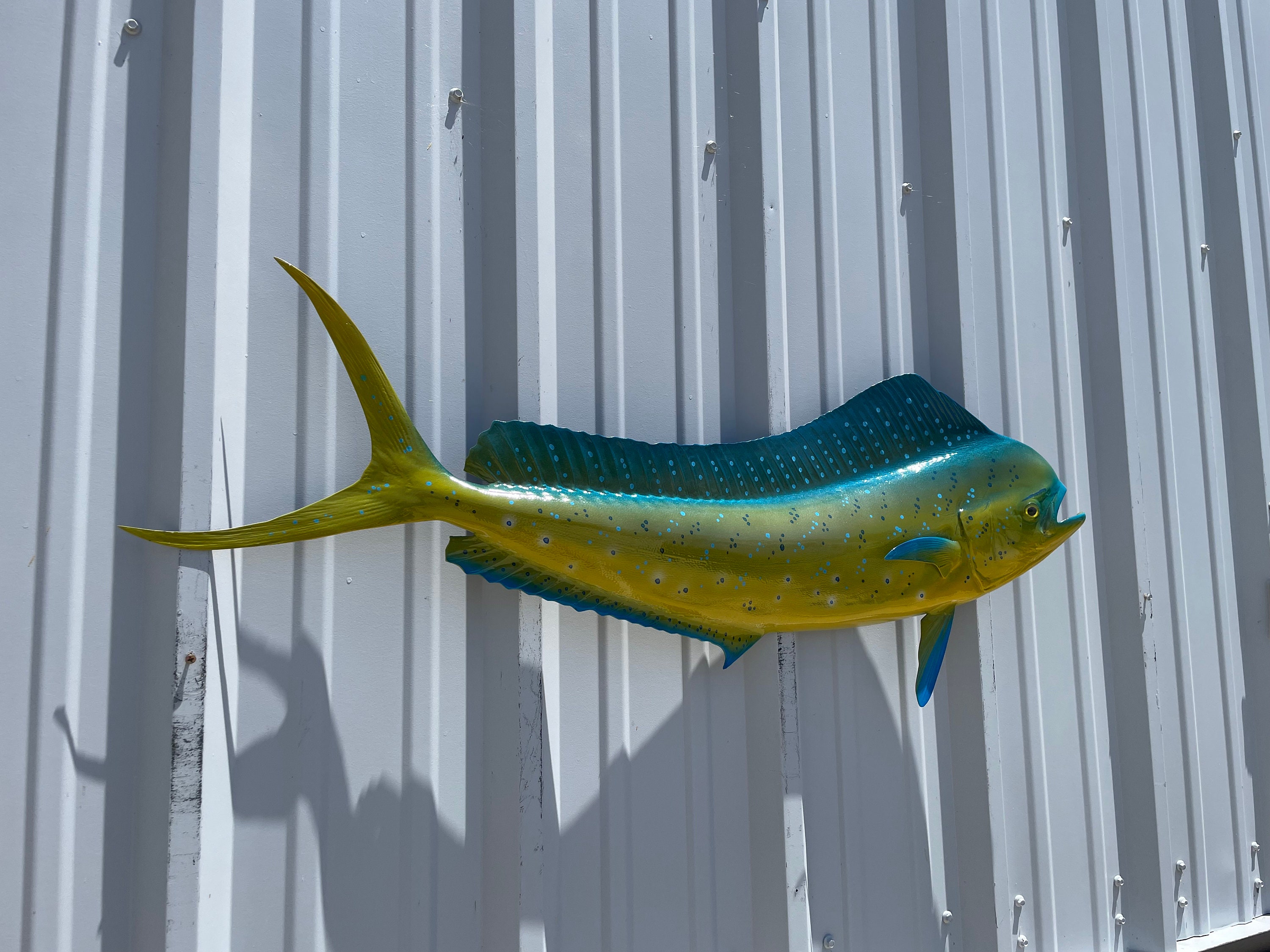 Bull Dolphin (dorado, Mahi Mahi) Fish Mount - 42 Inches - Half Mount ...