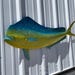 Bull Dolphin (dorado, Mahi Mahi) Fish Mount - 53 Inches - Half Mount - Etsy