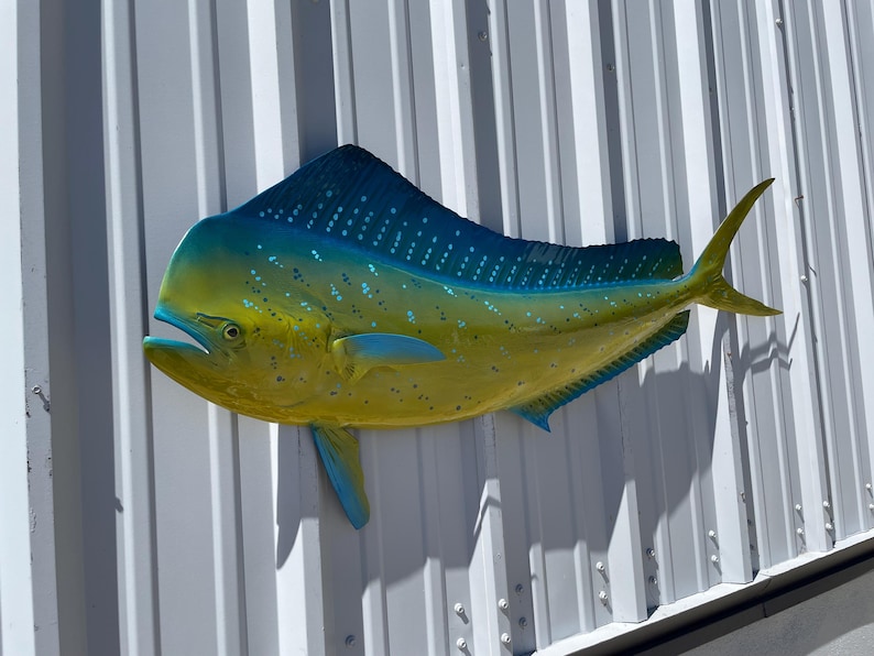 Bull Dolphin (dorado, Mahi Mahi) Fish Mount - 53 Inches - Half Mount - Etsy