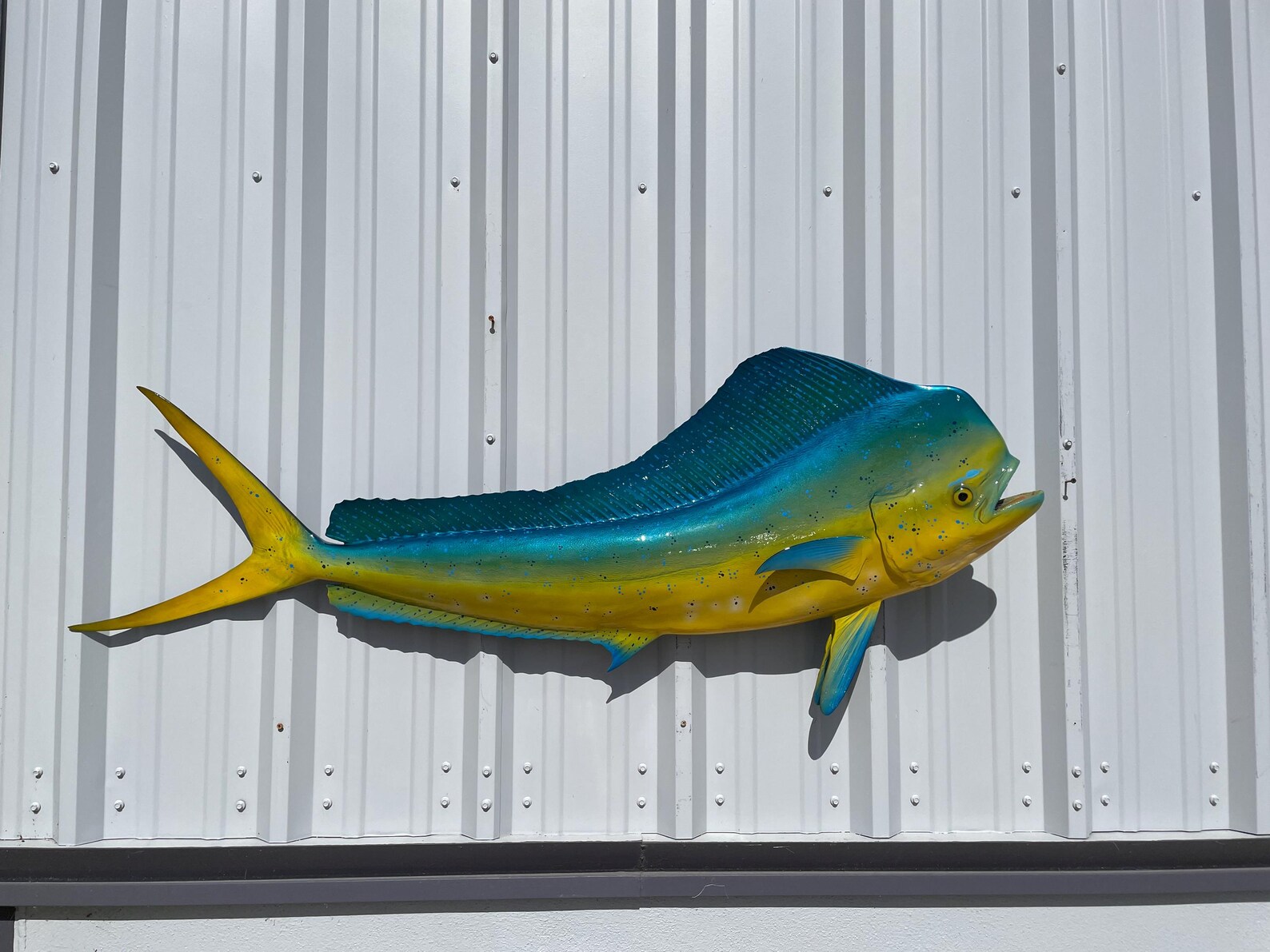 Bull Dolphin (dorado, Mahi Mahi) Fish Mount - 56 Inches - Full Mount - Etsy