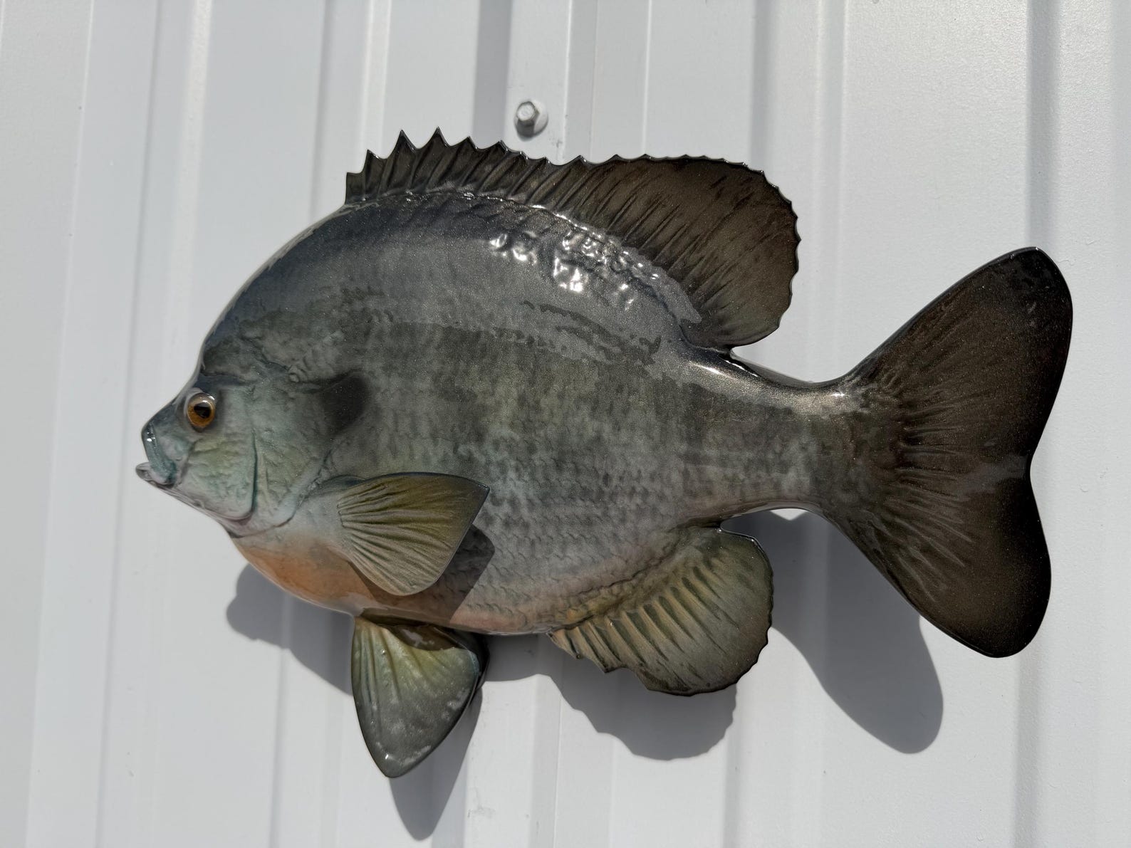 Bluegill Fish Mount - 12 Inches - Full Mount Replica - Etsy