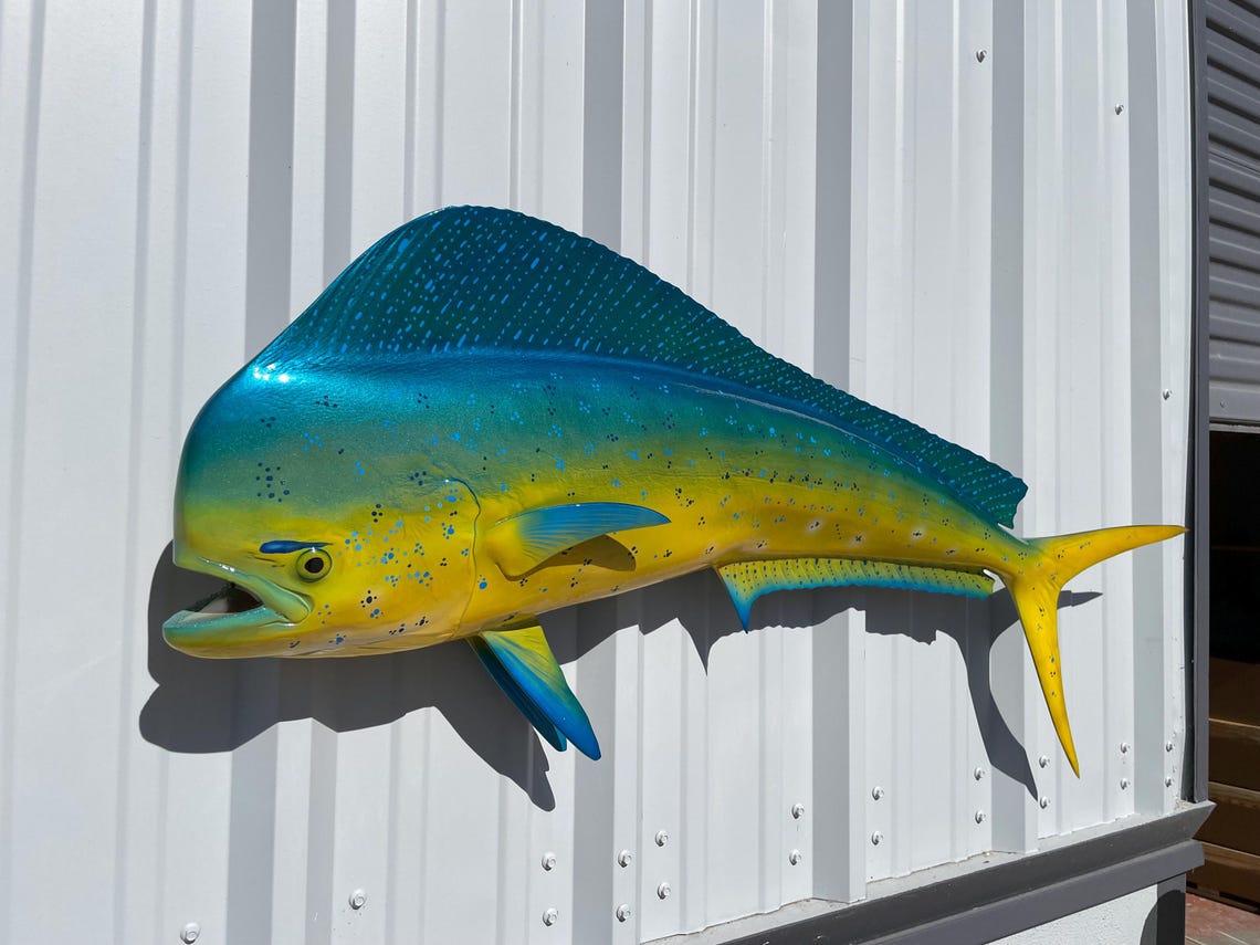 Bull Dolphin (dorado, Mahi Mahi) Fish Mount - 48 Inches - Full Mount - Etsy