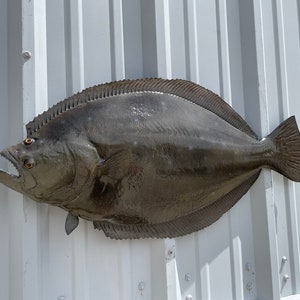 Flounder Fish Mount - 33 Inches - Half Mount - Etsy