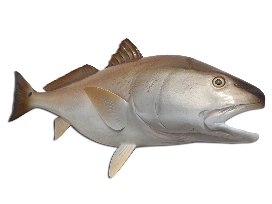 Redfish Fish Mount 40 Inches Half Mount - Etsy