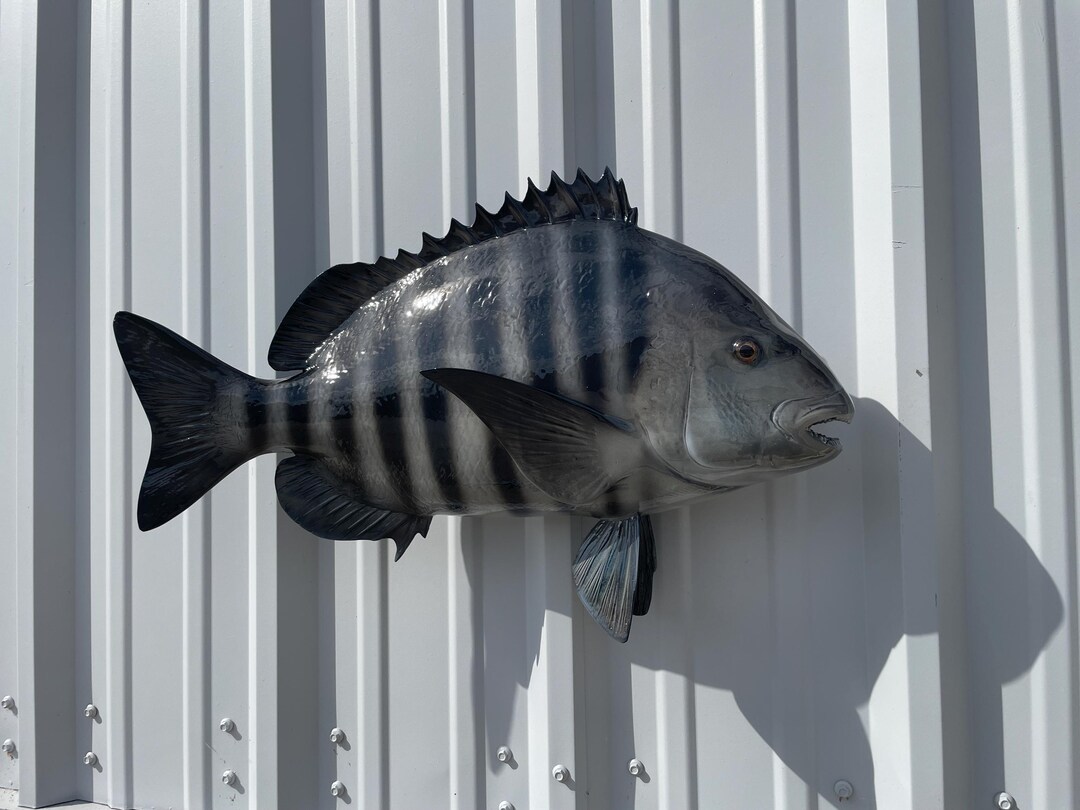 Sheepshead Fish Mount - 25 Inches - Full Mount Replica - Etsy