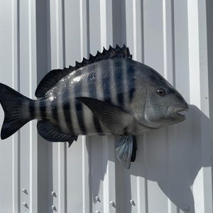 Sheepshead Fish Mount - 25 Inches - Full Mount Replica - Etsy