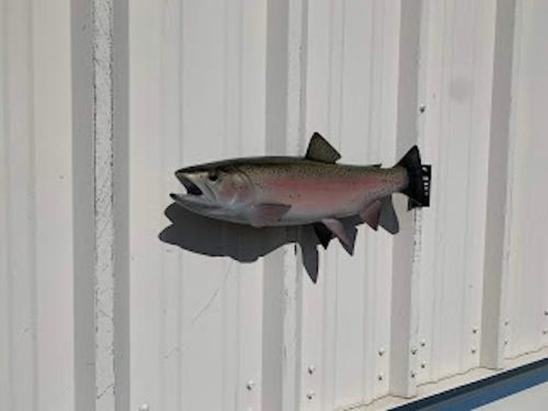 Rainbow Trout Fish Mount - 19 Inches - Full Mount Replica - Etsy