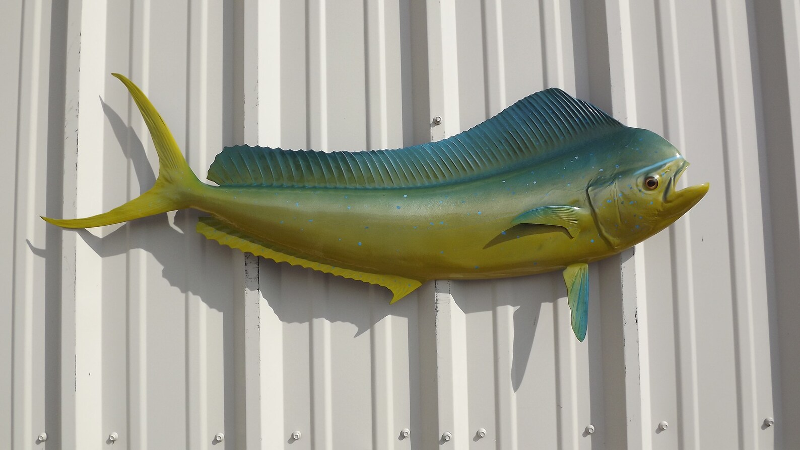 Bull Mahi Mahi Fish Mount 42 Inches Half Mount - Etsy