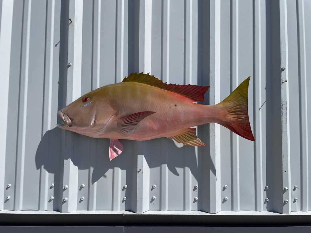 Mutton Snapper Fish Mount - 32 Inches - Half Mount - Etsy
