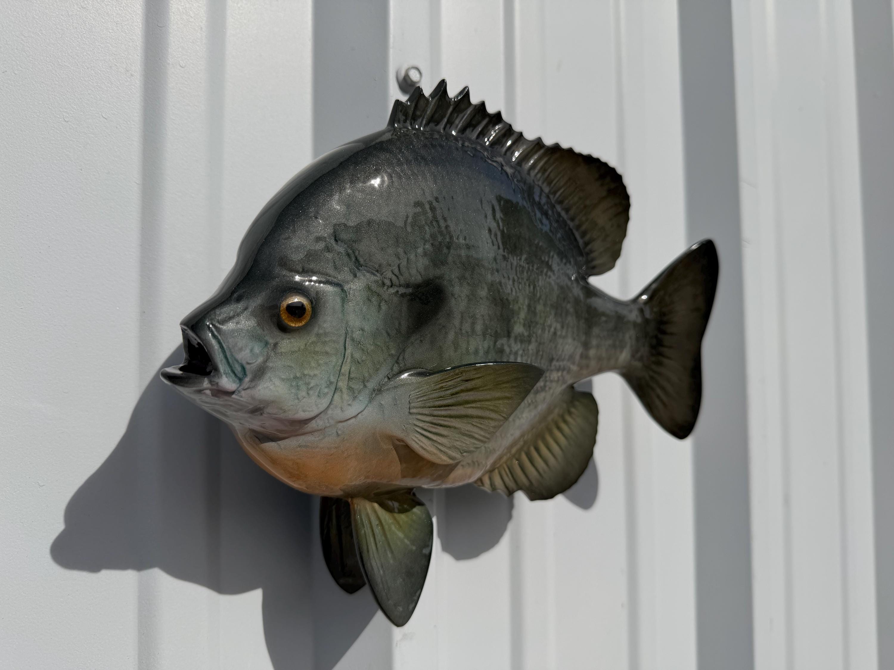 Bluegill Fish Mount - 12 Inches - Full Mount Replica - Etsy